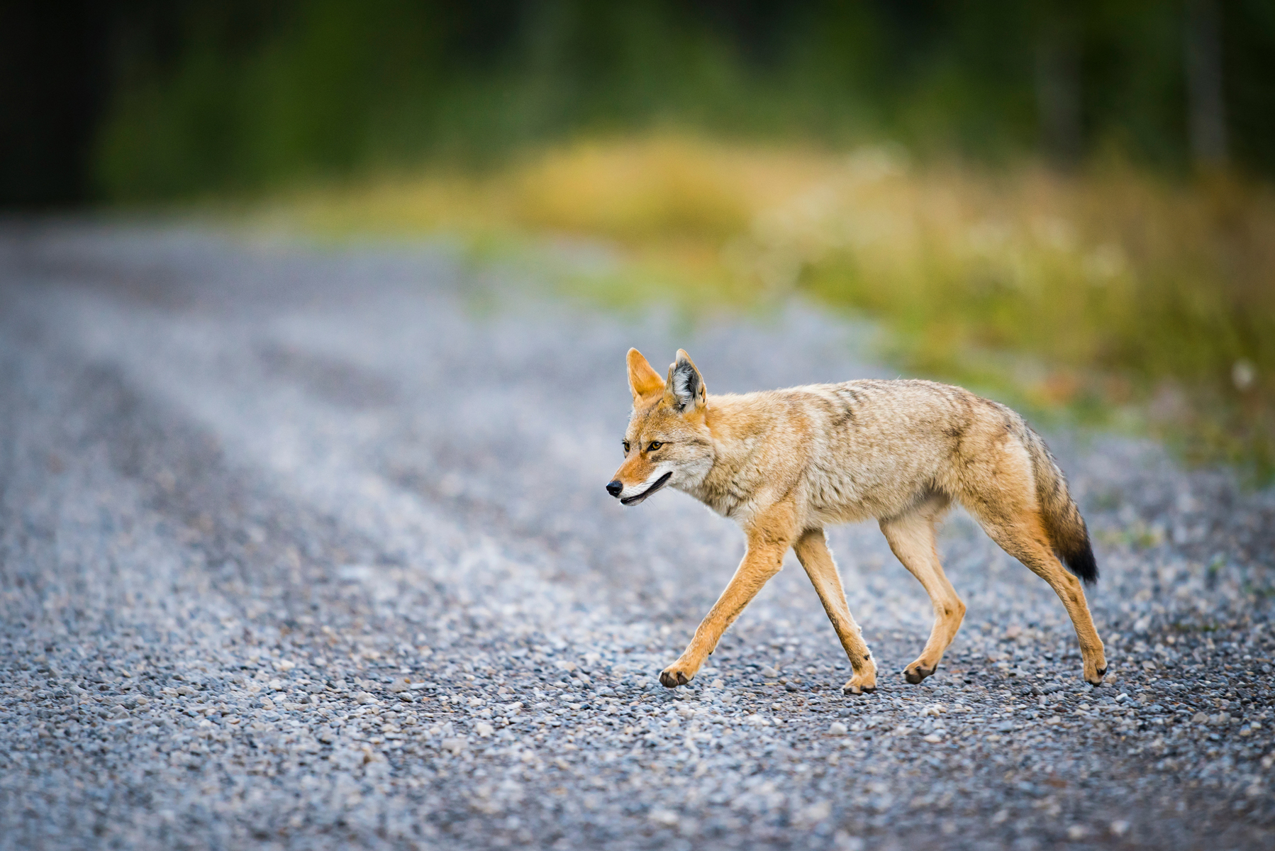 To Kill Or Not To Kill Small-Livestock Predators – Mother Earth News